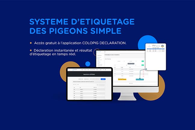 COLOPIG | ALL YOU NEED TO WIN