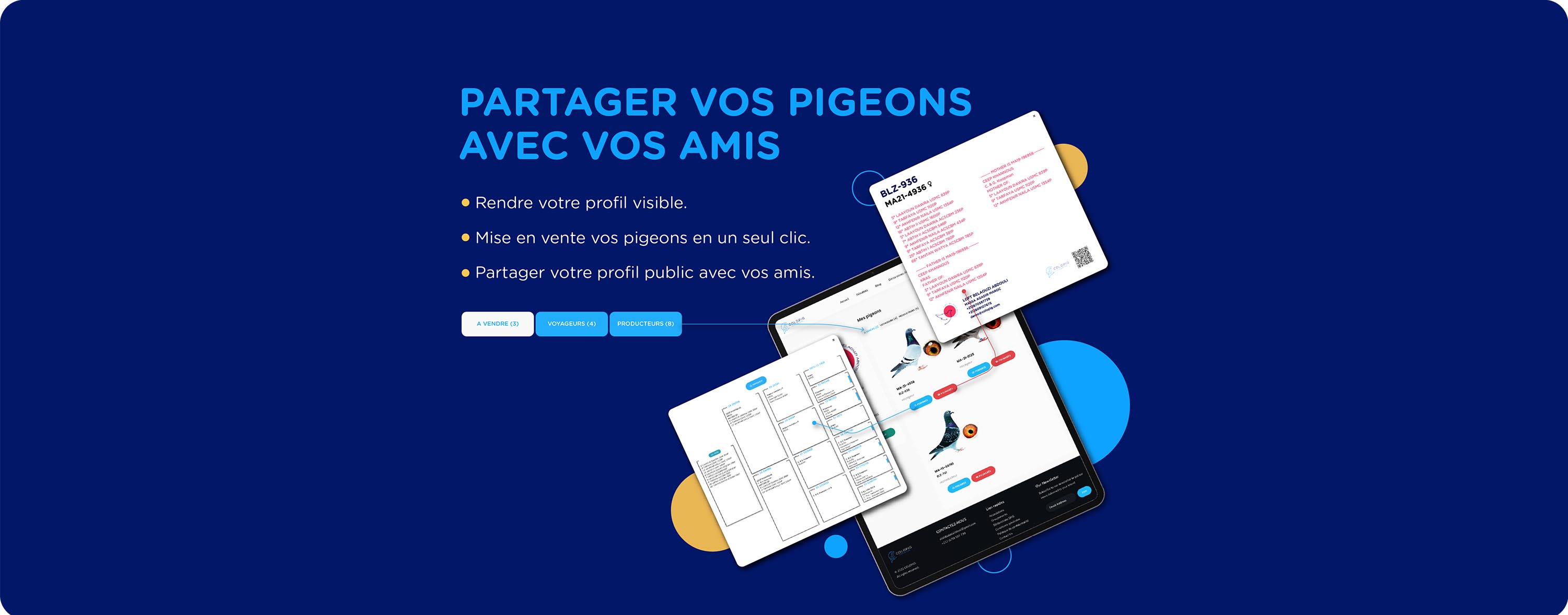 COLOPIG | ALL YOU NEED TO WIN